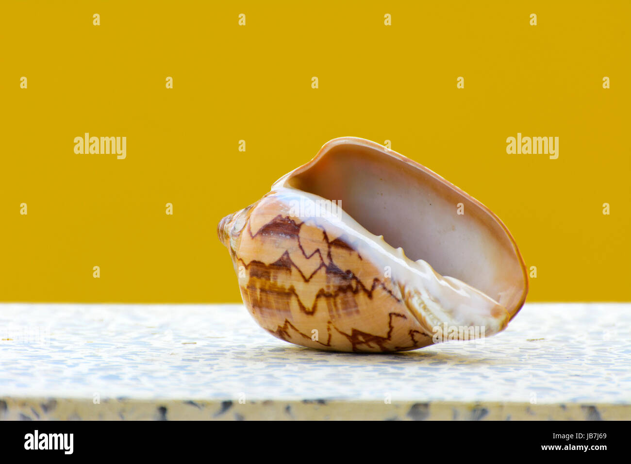 Sea shell on a yellow background. Beautiful seashells on the beach. A ...