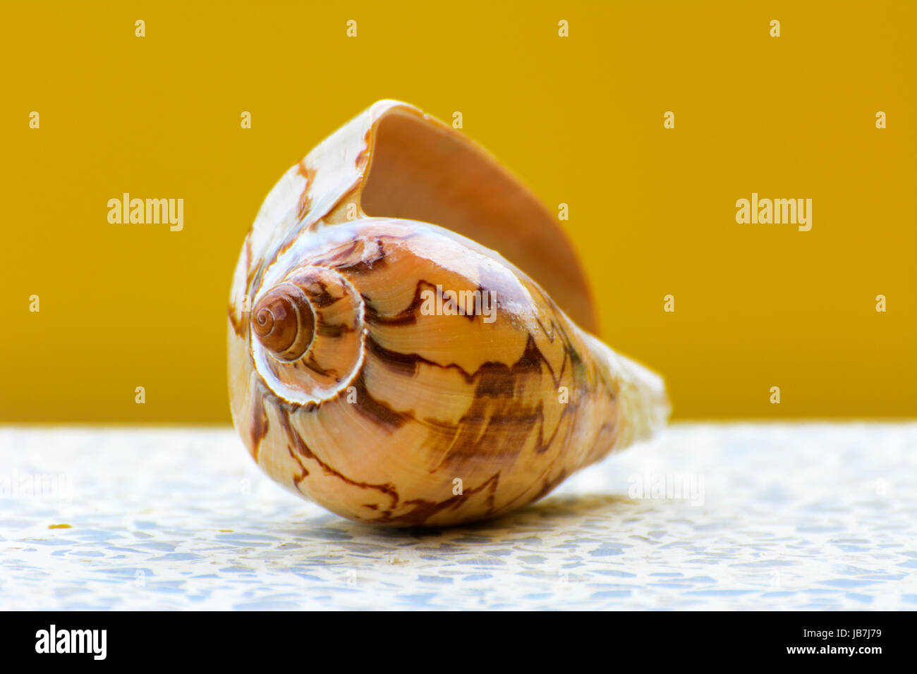 Sea shell on a yellow background. Beautiful seashells on the beach. A ...