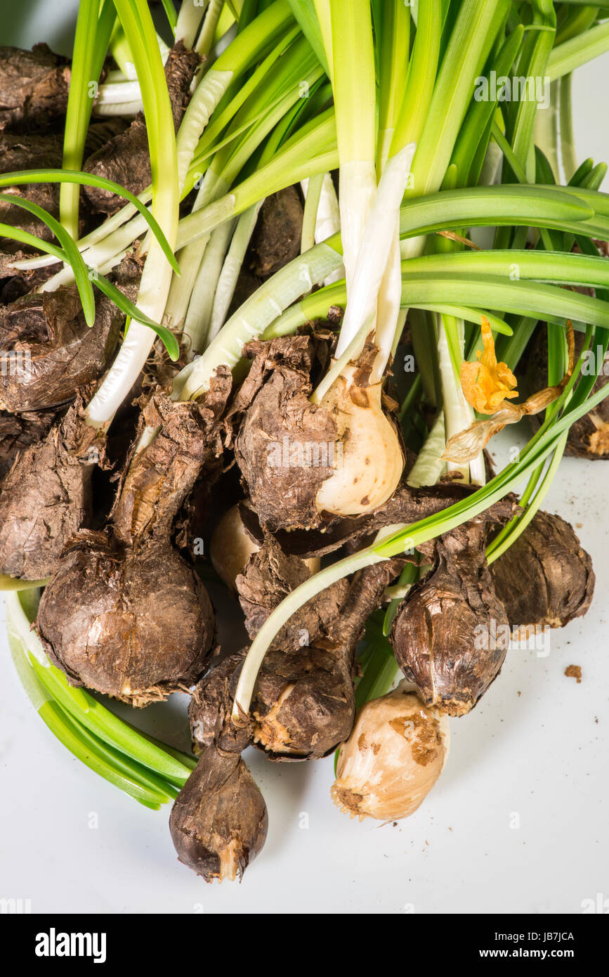 Flower Bulbs and green sprouts Stock Photo - Alamy