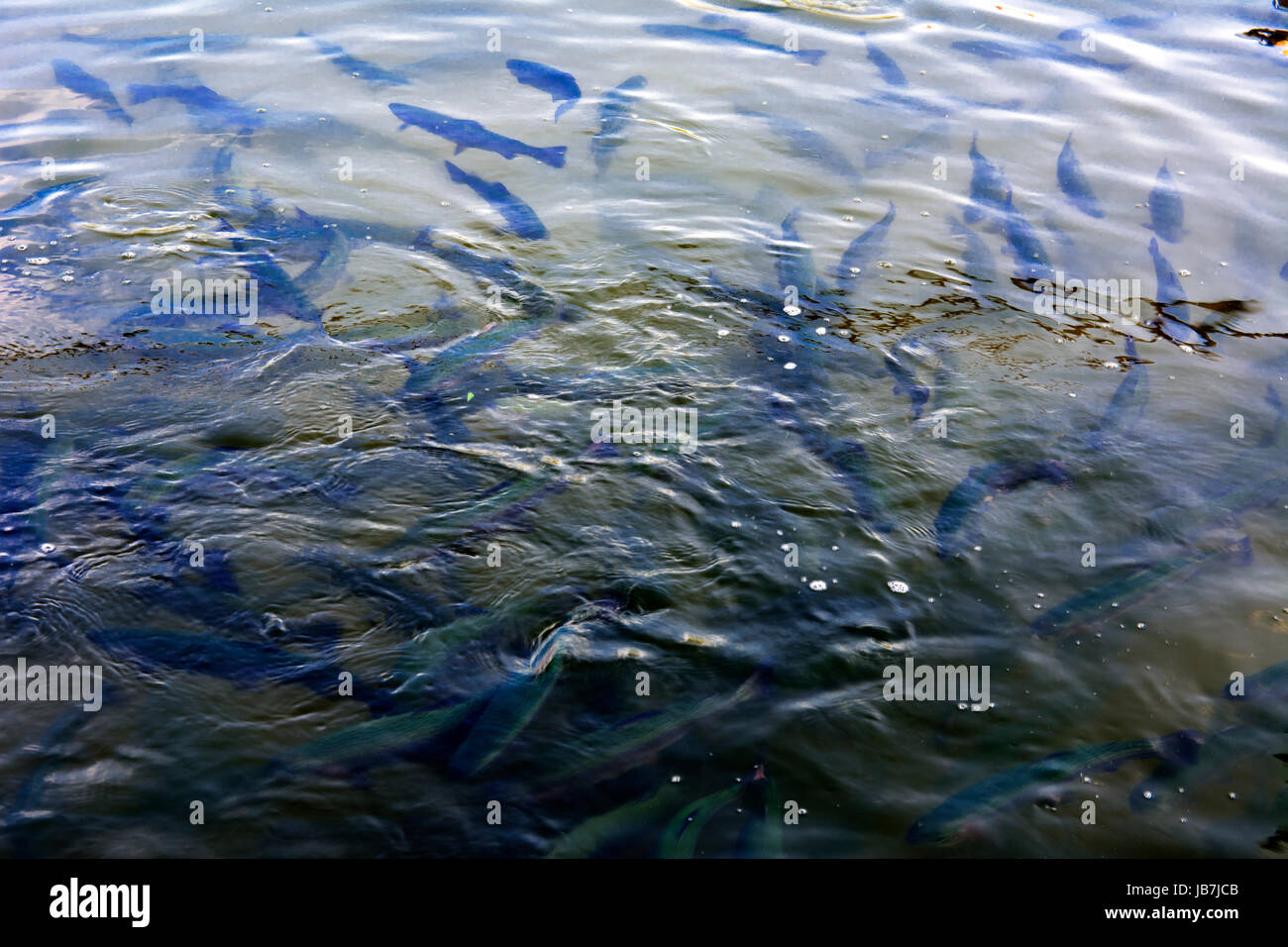 A flock of trout floating in a shallow river with pebbles. Type of fish ...