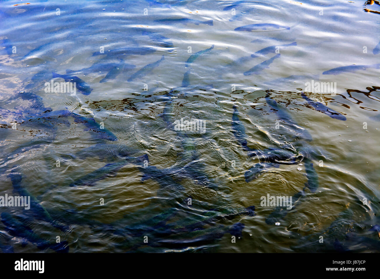 A flock of trout floating in a shallow river with pebbles. Type of fish ...