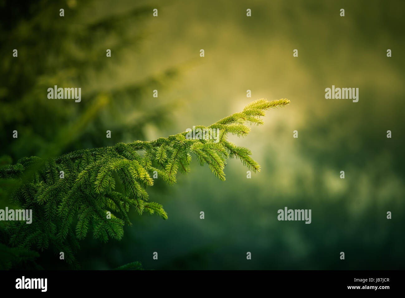 A beautiful, colorful fir branch in the mountain forest Stock Photo - Alamy