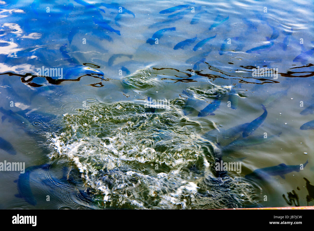 A flock of trout floating in a shallow river with pebbles. Type of fish ...