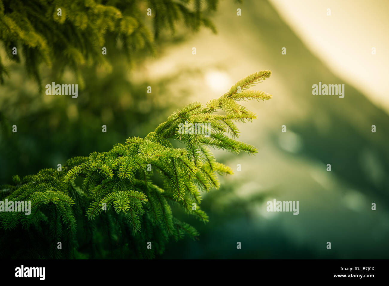 A beautiful, colorful fir branch in the mountain forest Stock Photo - Alamy