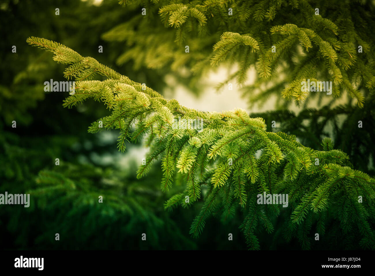 A beautiful, colorful fir branch in the mountain forest Stock Photo - Alamy