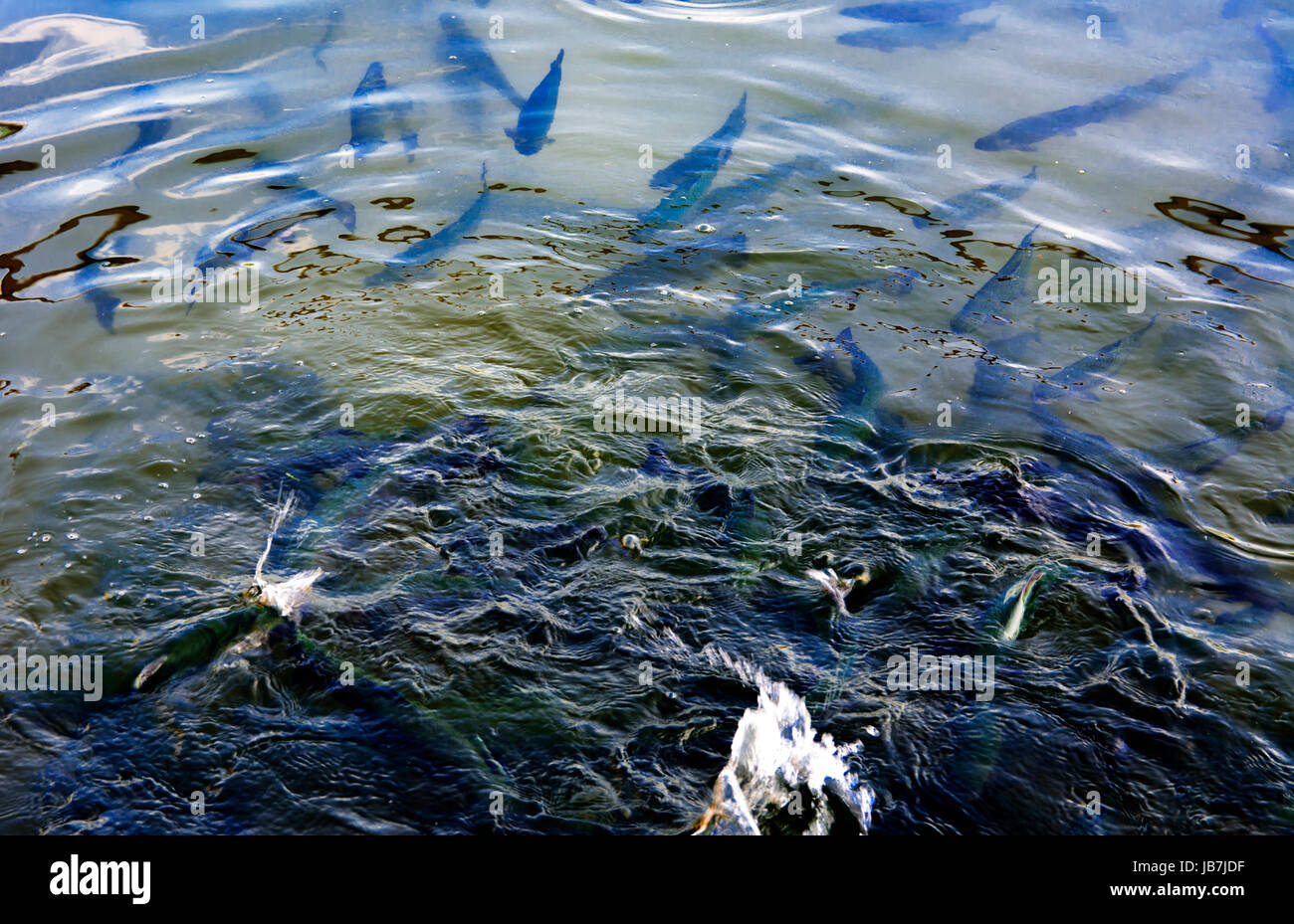 A flock of trout floating in a shallow river with pebbles. Type of fish ...