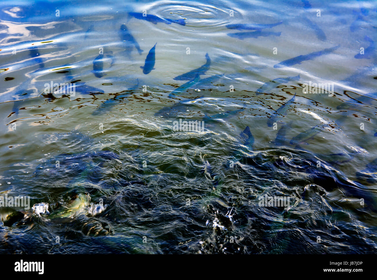 A flock of trout floating in a shallow river with pebbles. Type of fish ...