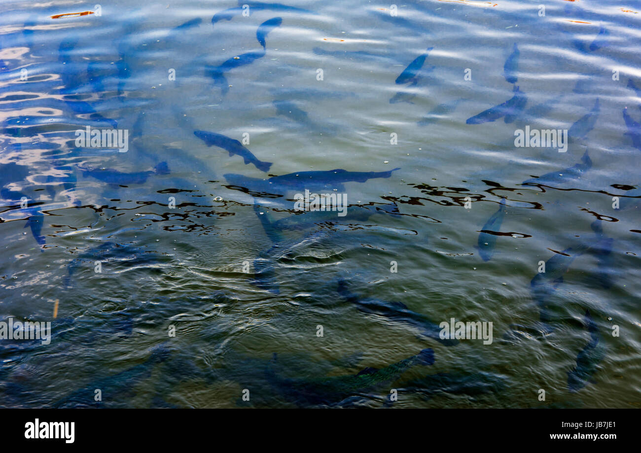 A flock of trout floating in a shallow river with pebbles. Type of fish ...
