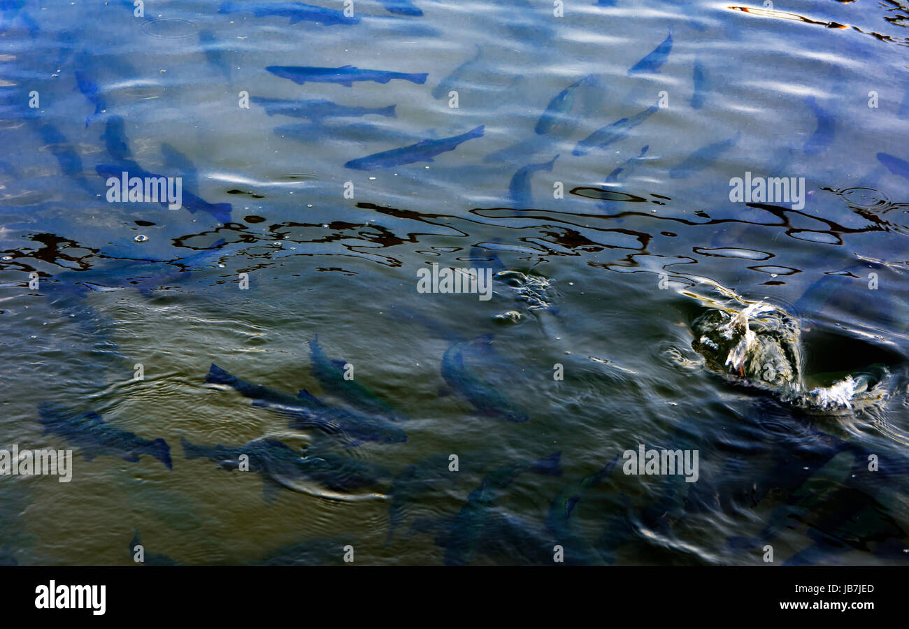 A flock of trout floating in a shallow river with pebbles. Type of fish ...