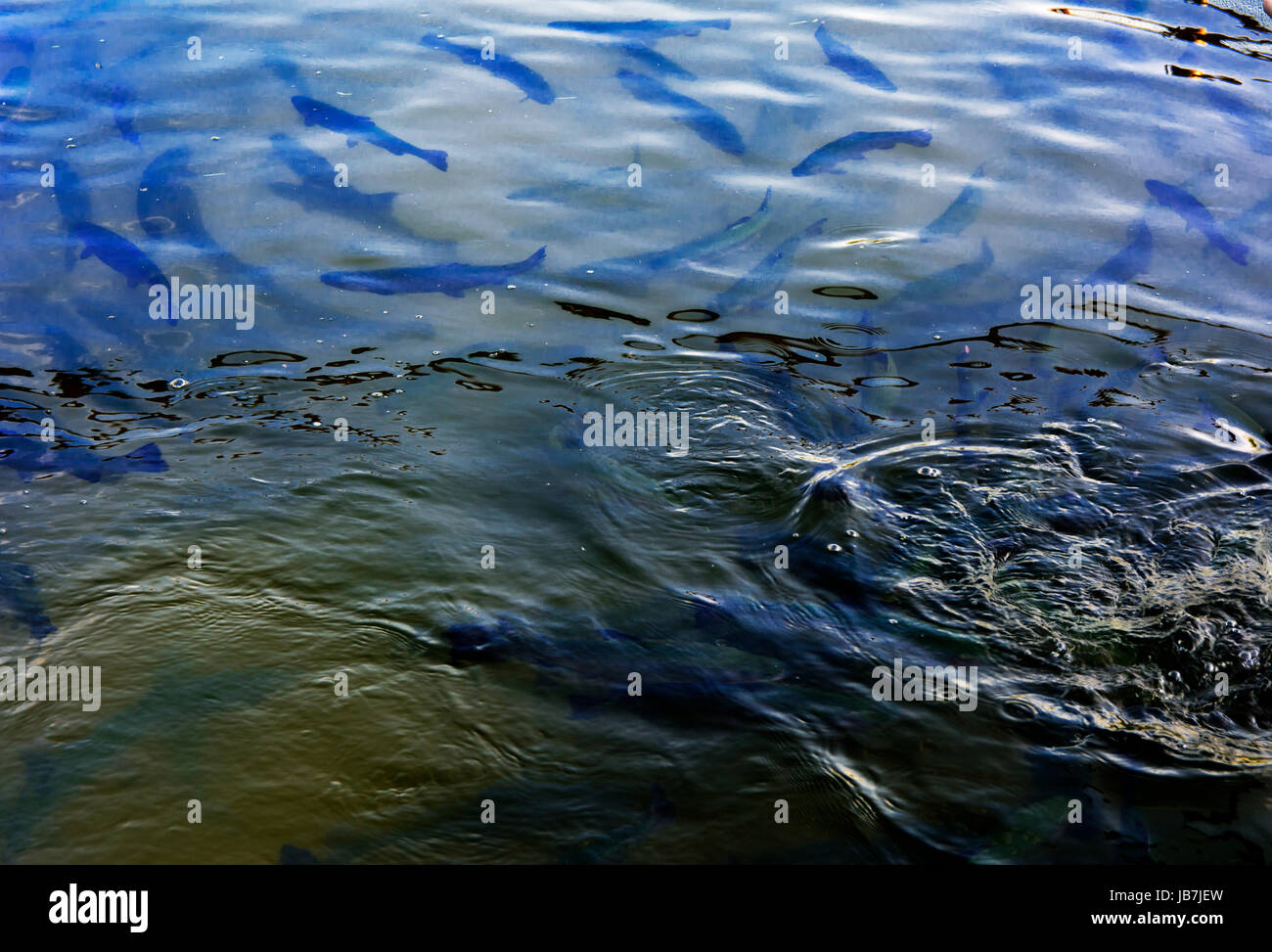 A flock of trout floating in a shallow river with pebbles. Type of fish ...
