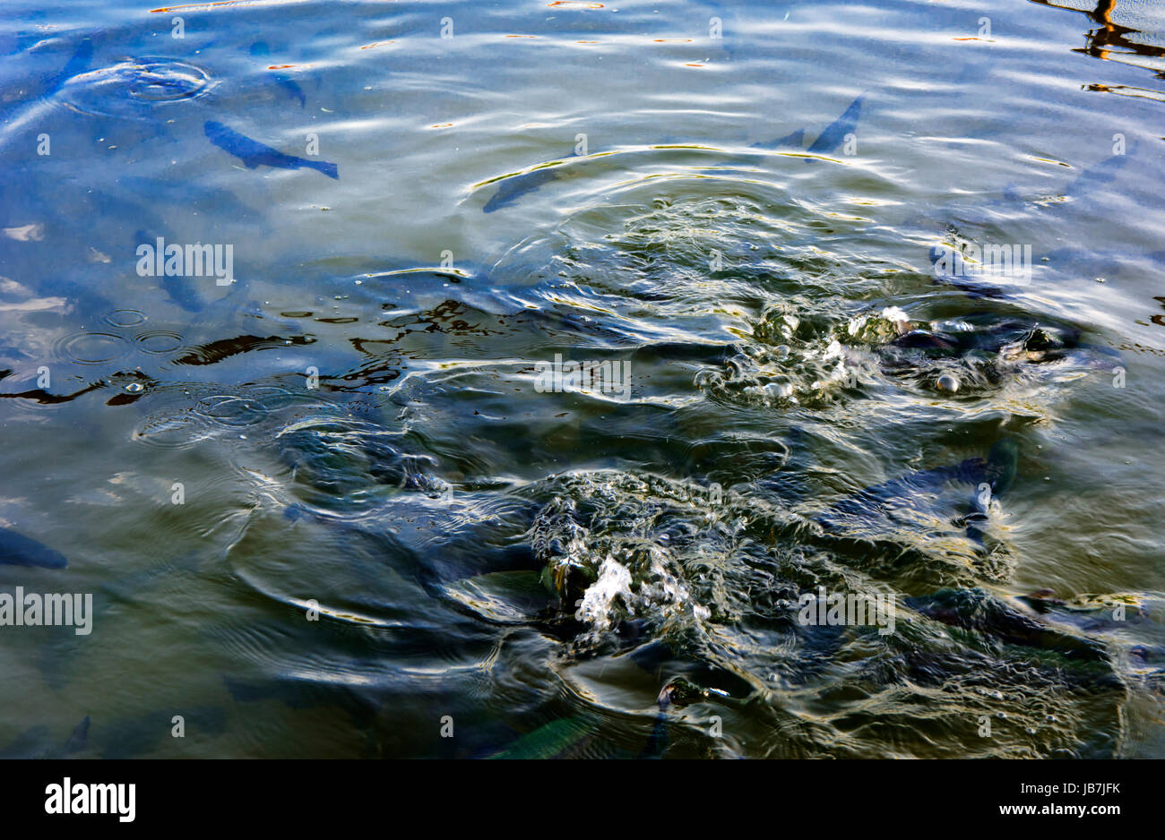 A flock of trout floating in a shallow river with pebbles. Type of fish ...