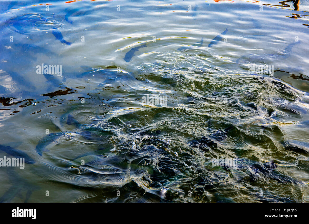 A flock of trout floating in a shallow river with pebbles. Type of fish ...