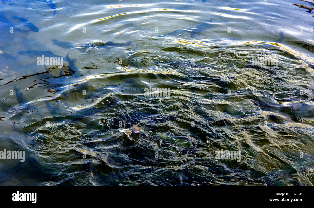 A flock of trout floating in a shallow river with pebbles. Type of fish ...