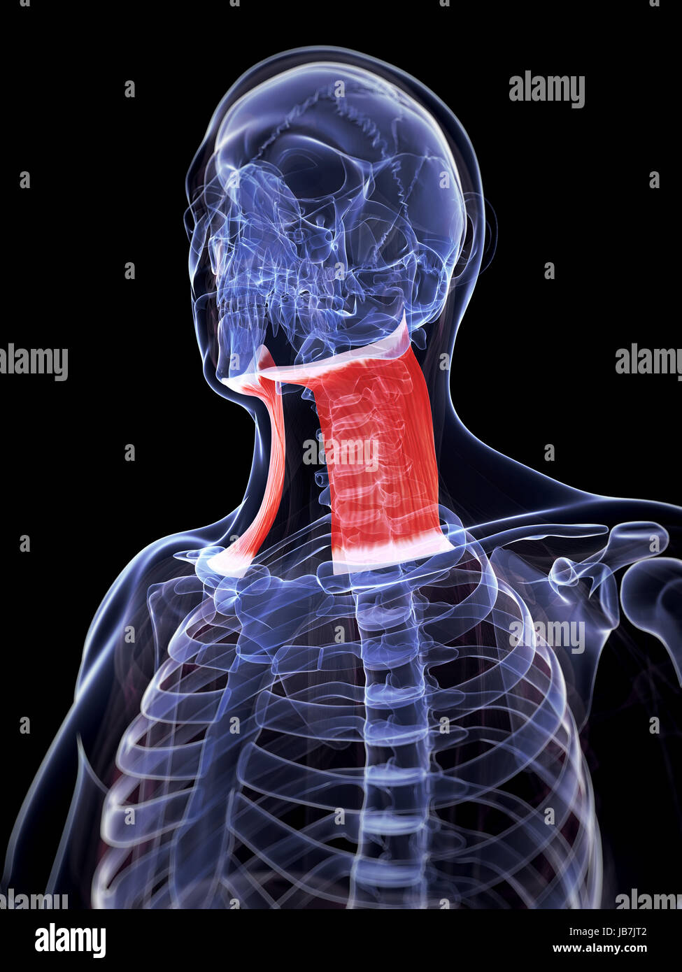 3d rendered illustration of the platysma muscle Stock Photo - Alamy
