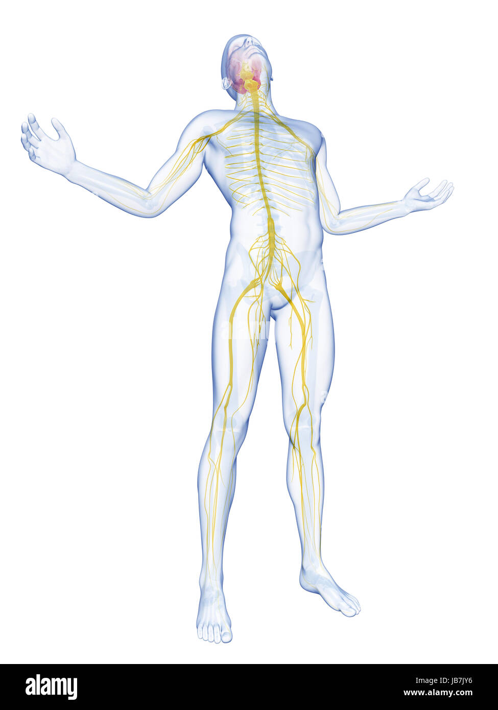 Spinal cord nerves human Cut Out Stock Images & Pictures - Alamy