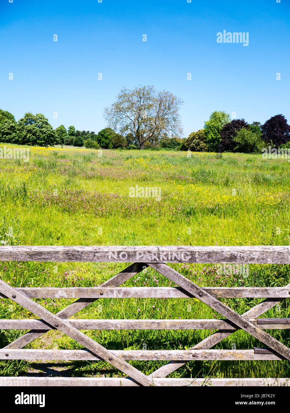 Downland wildflowers hi-res stock photography and images - Alamy