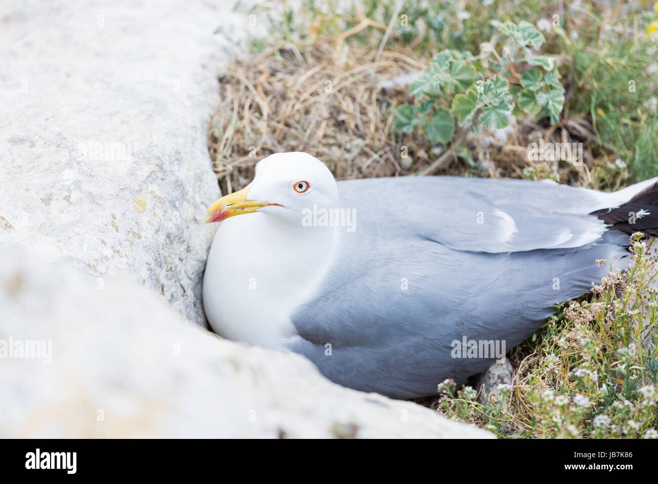 A seagull seabird of the family Laridae in the suborder Lari sitting on ...