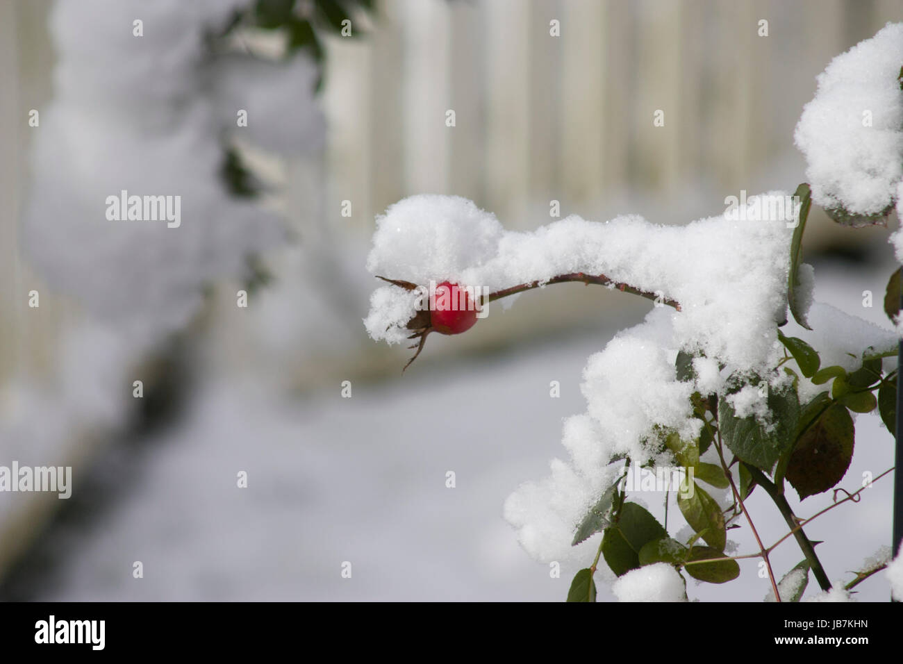 snowy rose hips Stock Photo - Alamy
