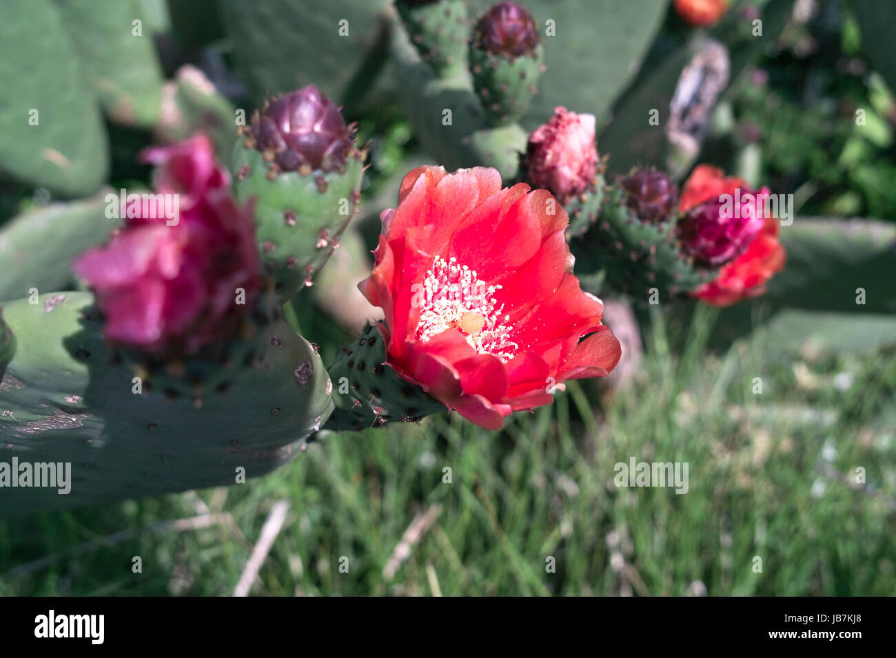 Closeup of red Opuntia ficus-indica flowers Stock Photo - Alamy