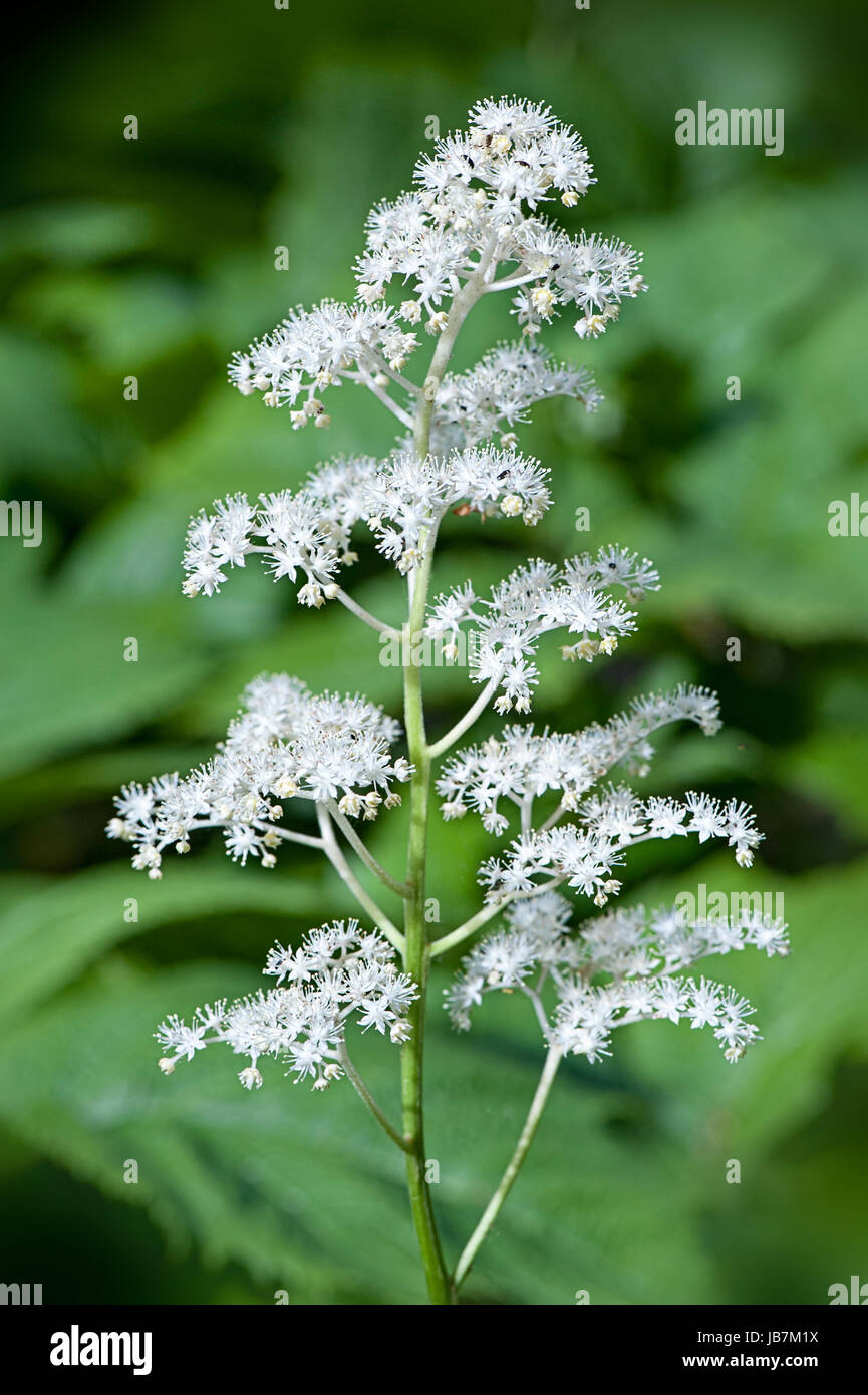 Rodgersia aesculifolia hi-res stock photography and images - Alamy
