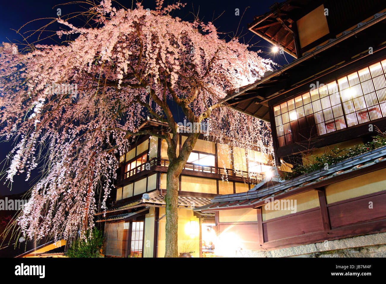 Traditional japanese house with sakura tree at night Stock Photo - Alamy