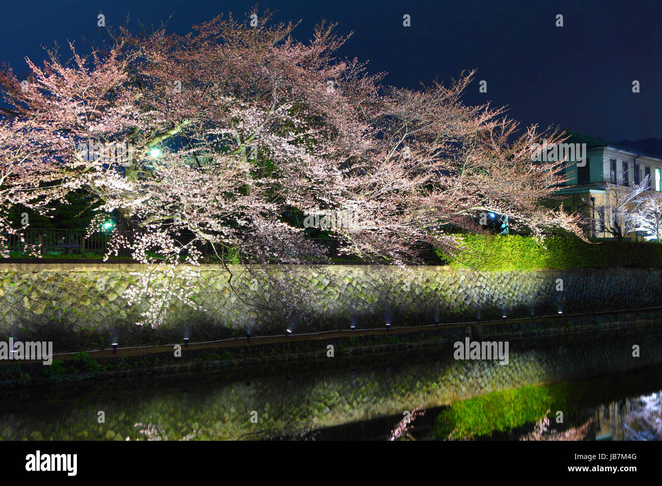 Sakura tree in Kyoto at night Stock Photo - Alamy