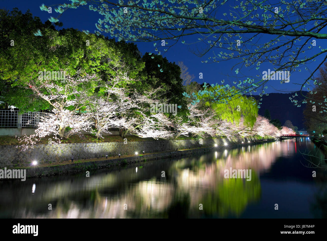 Sakura tree and Biwa lake canal at night Stock Photo - Alamy