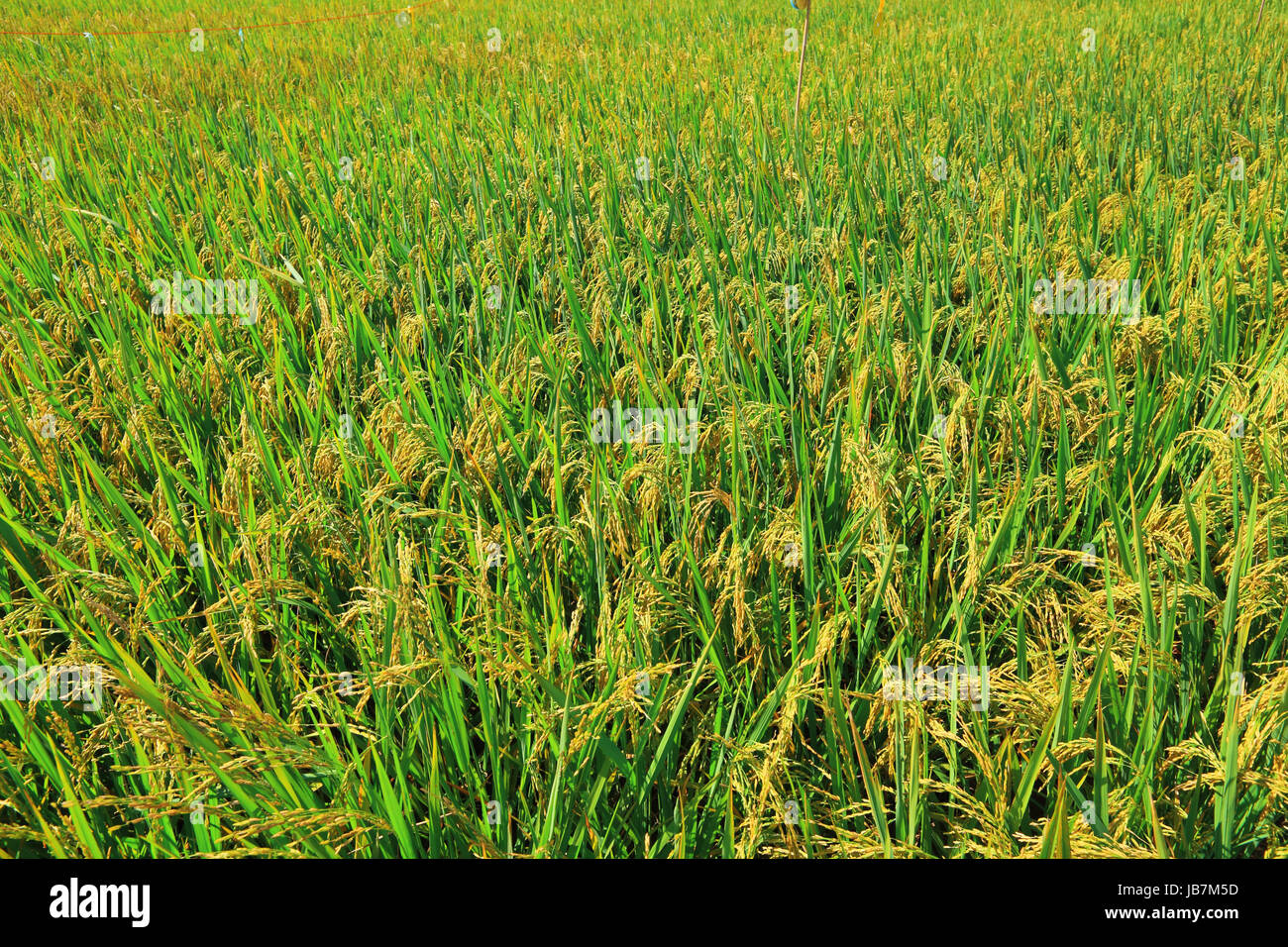 Paddy rice plant field Stock Photo - Alamy
