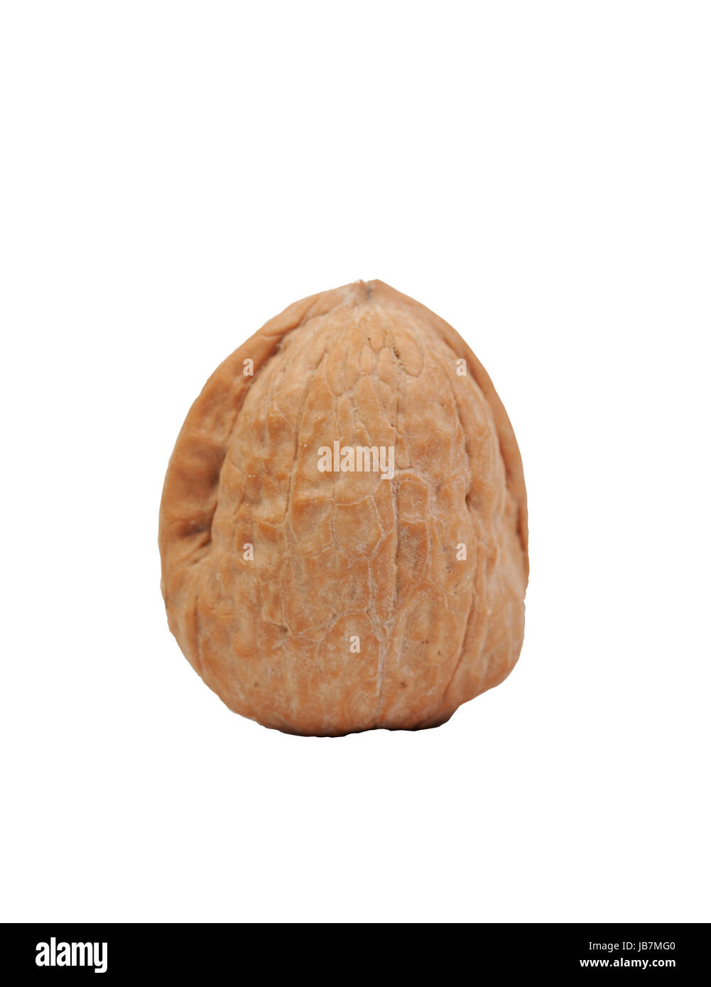 Single walnut isolated on a white background Stock Photo - Alamy