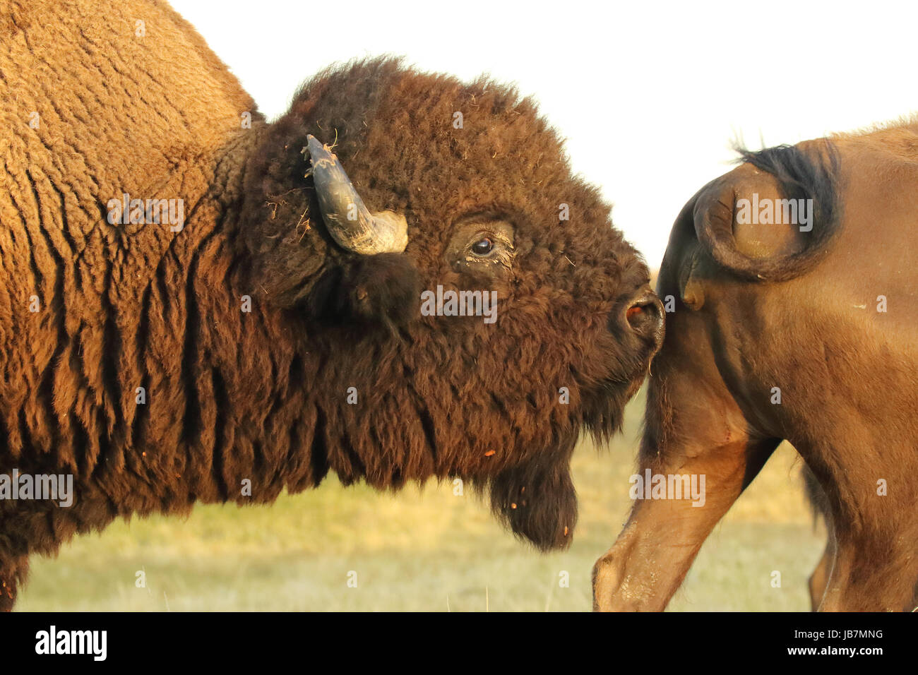 Female bison summer hi-res stock photography and images - Alamy