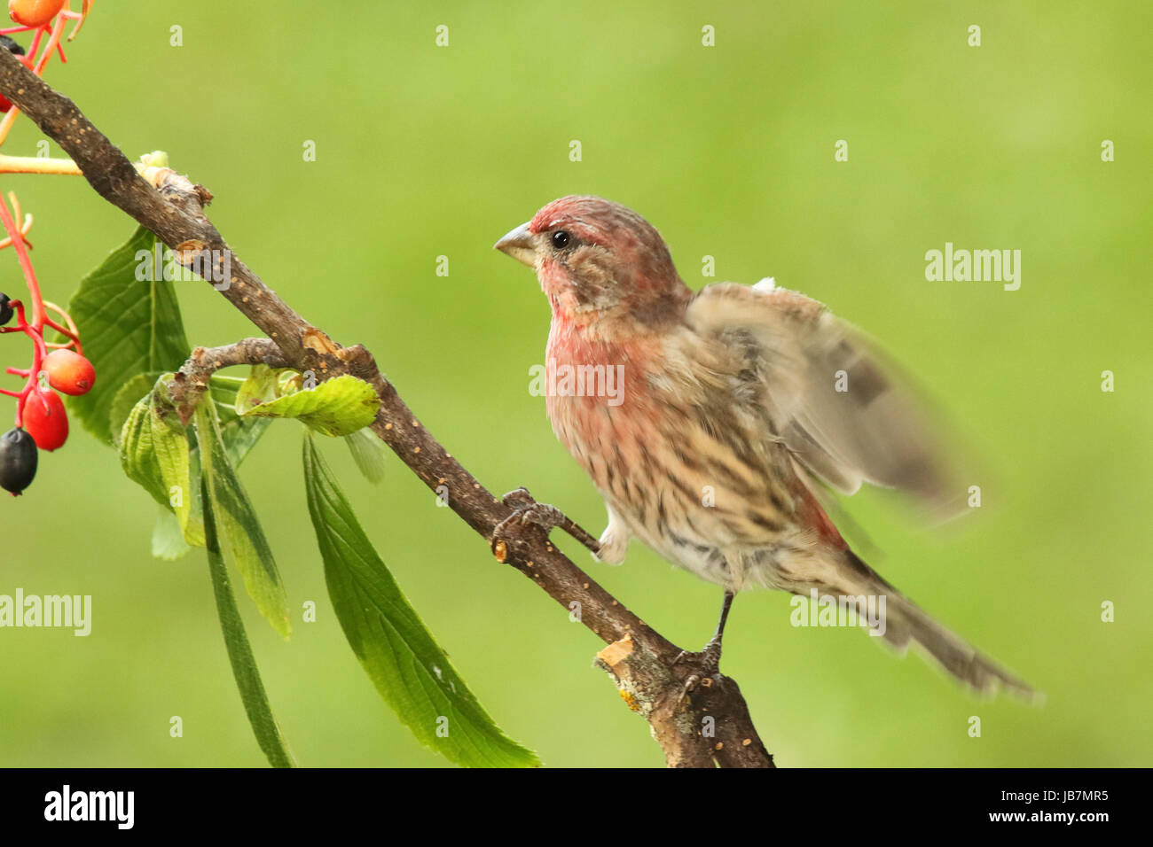 Finch berries hi-res stock photography and images - Alamy