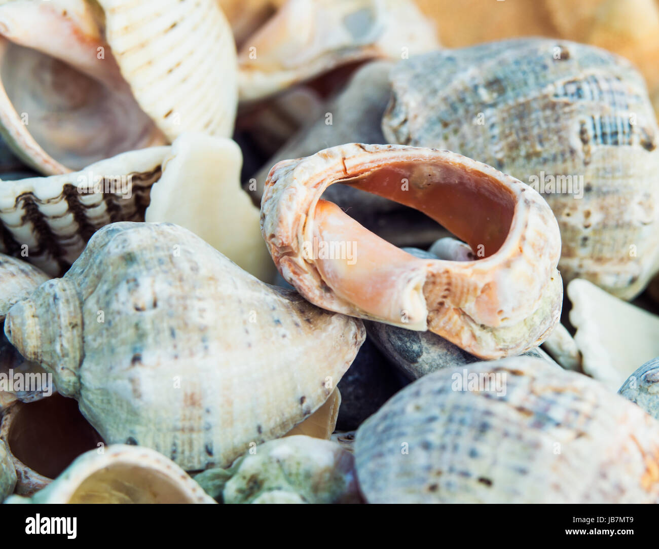 Shell Splinter High Resolution Stock Photography and Images - Alamy