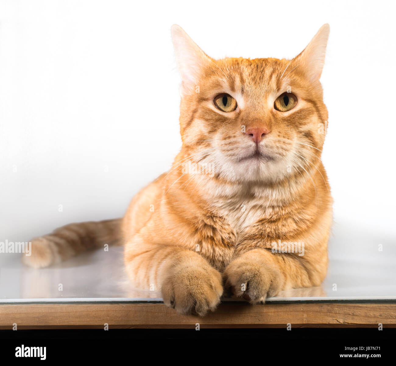 Orange color cat on white background Stock Photo - Alamy