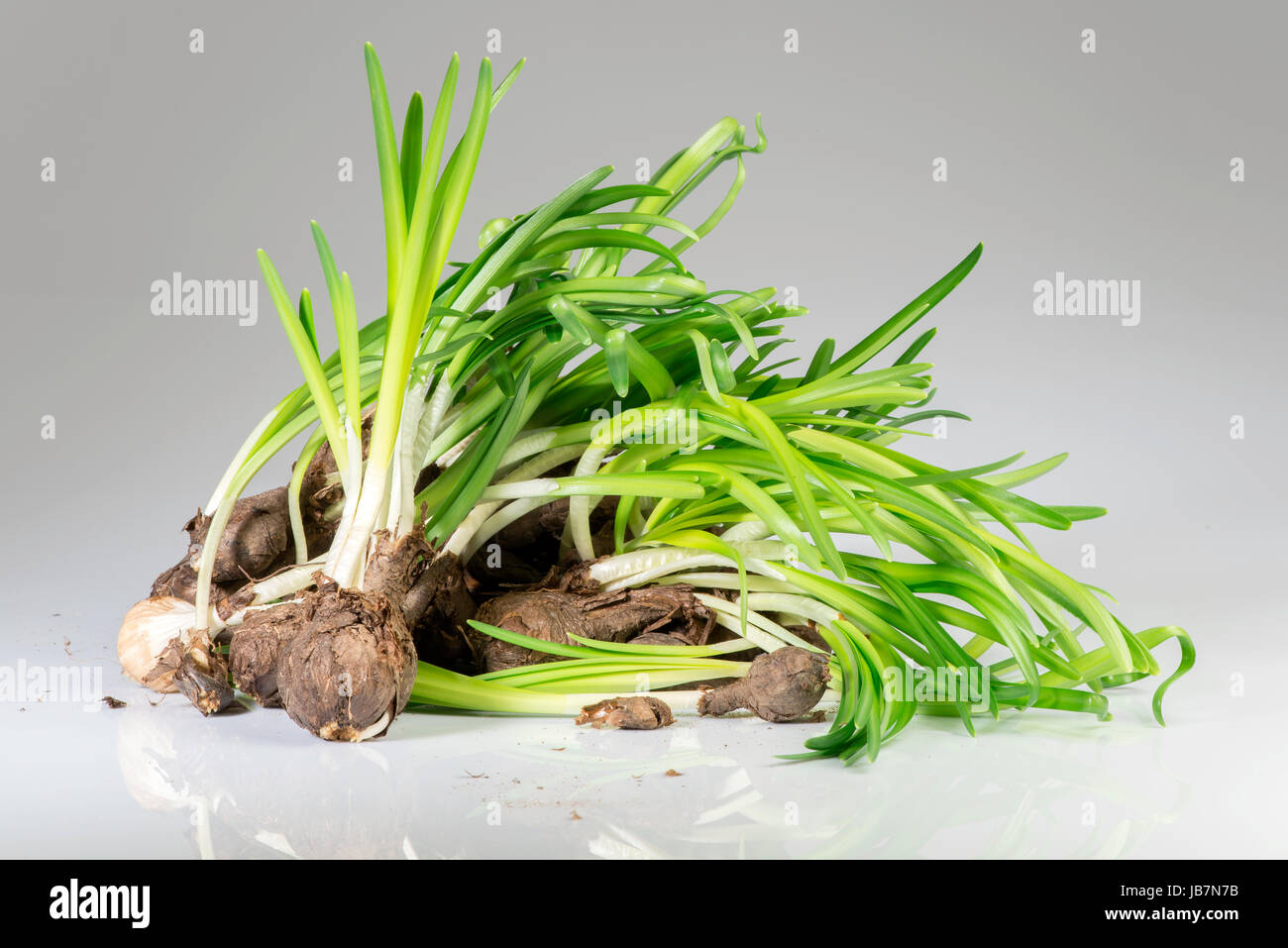 Flower Bulbs and green sprouts Stock Photo - Alamy