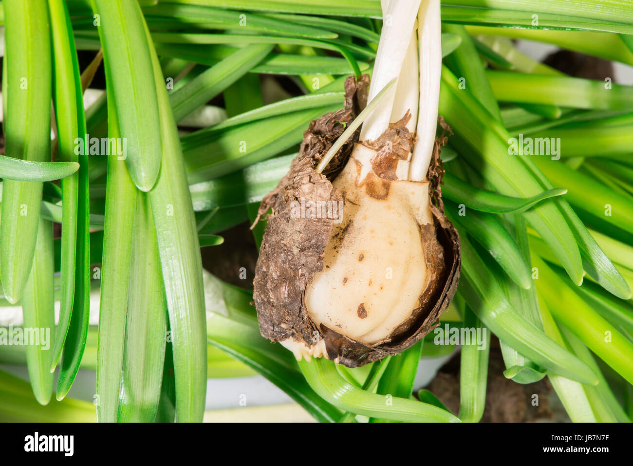 Flower Bulbs and green sprouts Stock Photo - Alamy