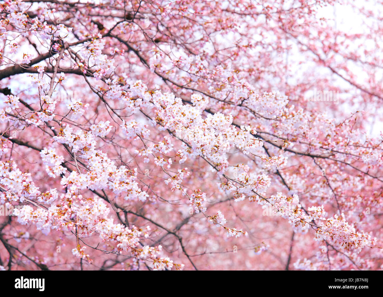 Pink sakura tree Stock Photo - Alamy
