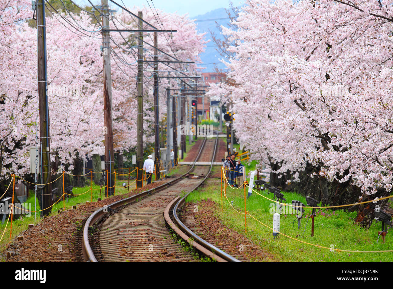 Railway with sakura tree Stock Photo - Alamy