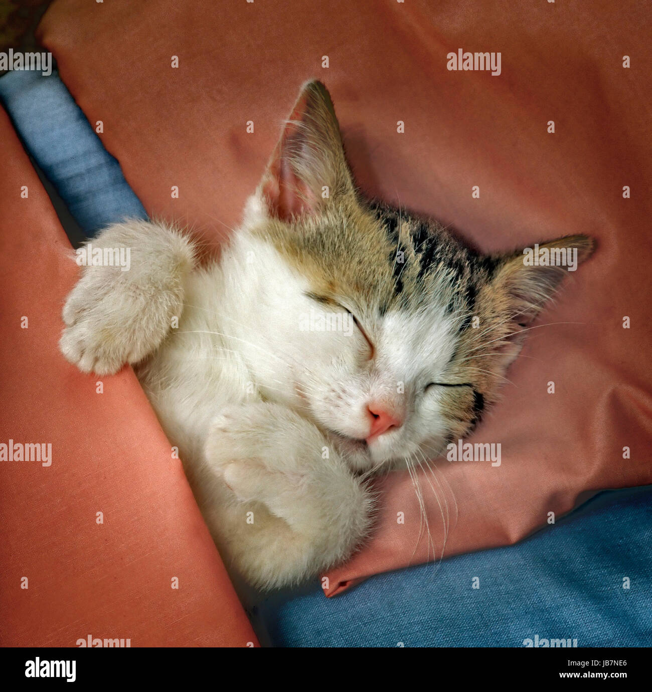 Cat sleeping in a pink bed Stock Photo - Alamy