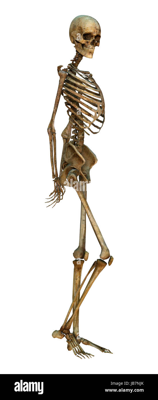 3D digital render of an old human skeleton isolated on white background ...