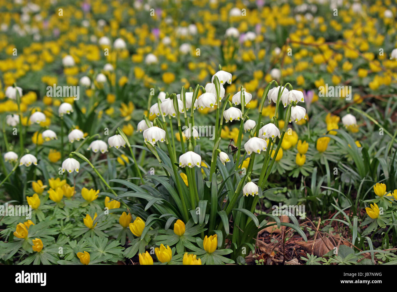 Winterlingen hi-res stock photography and images - Alamy