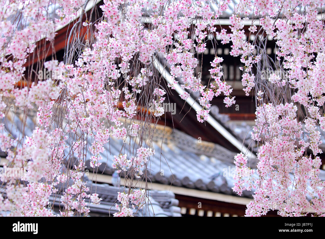 Weeping sakura tree with japanese temple Stock Photo - Alamy