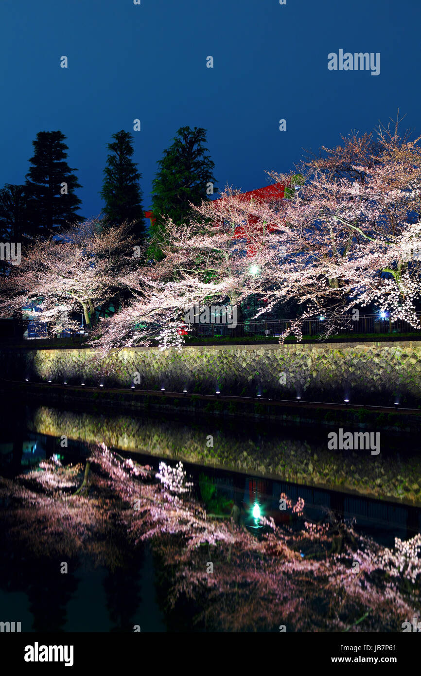 Sakura tree and lake reflection at night Stock Photo - Alamy