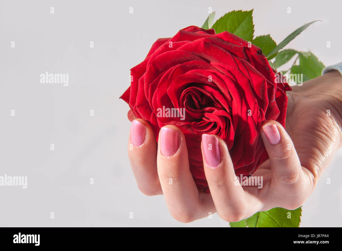 Red rose in the woman hand Stock Photo - Alamy