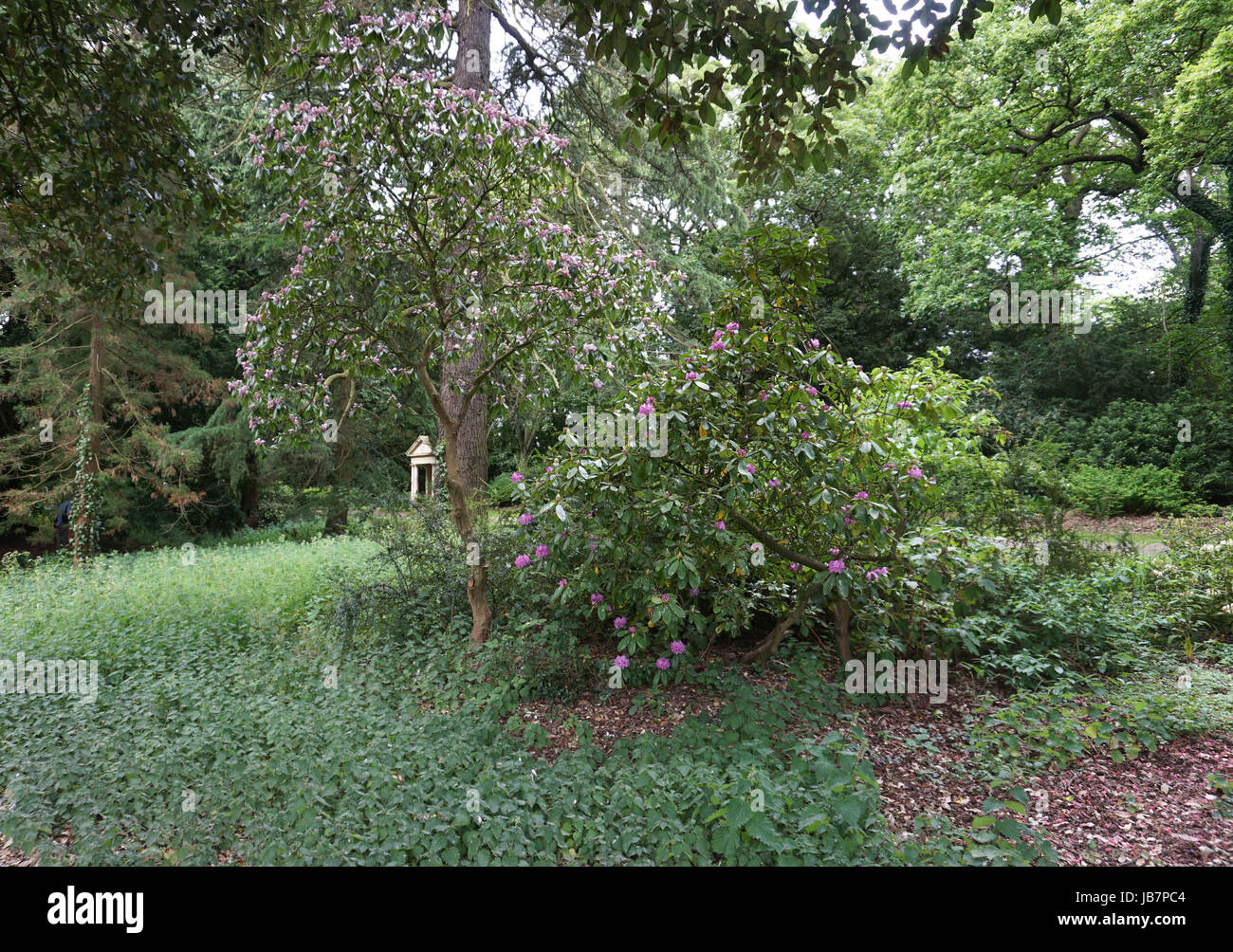 Plants Bushes and tree glade in spring in Stewart Park Middlesbrough ...