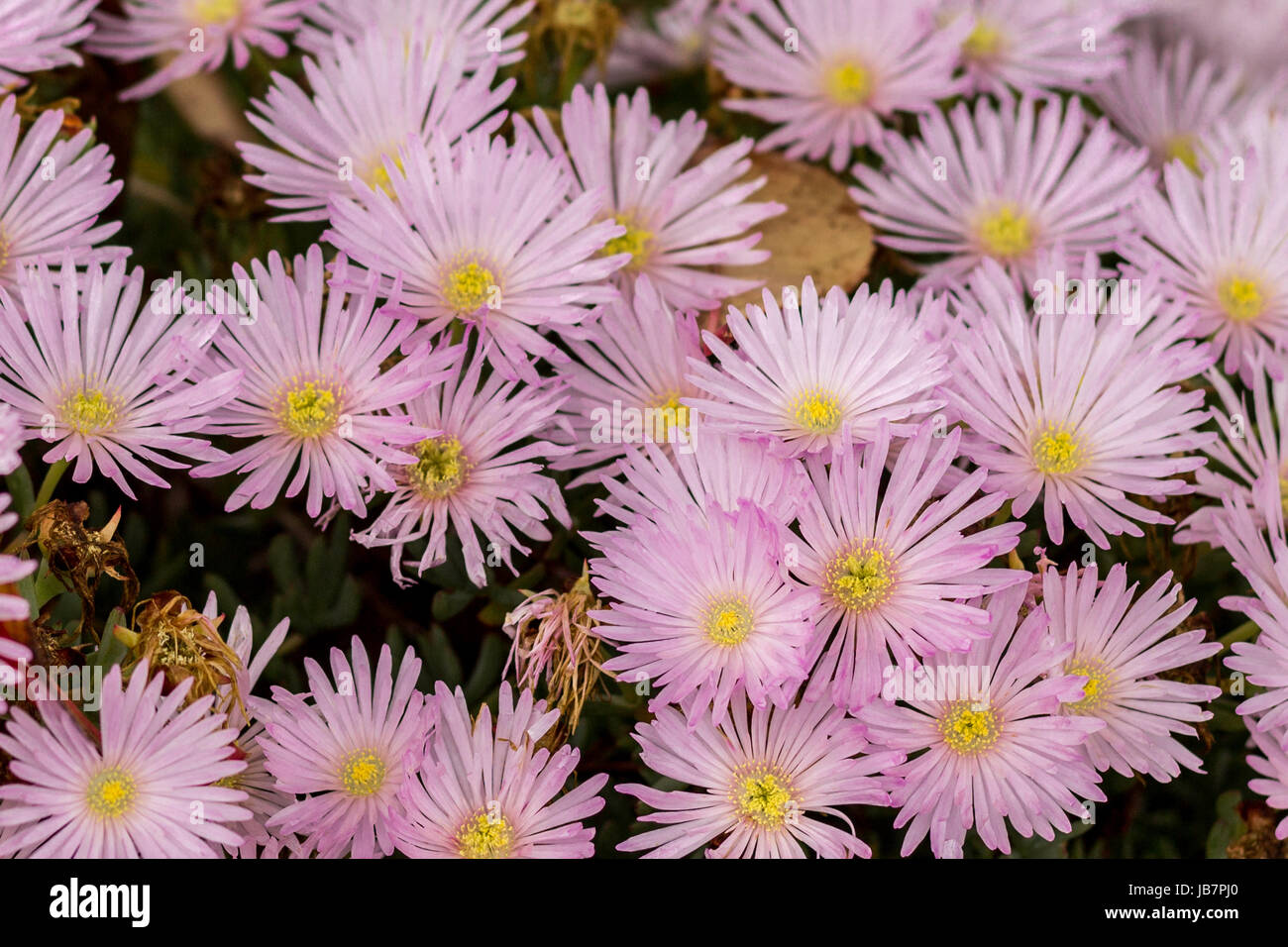 Group of purple flowers as a pattern Stock Photo - Alamy
