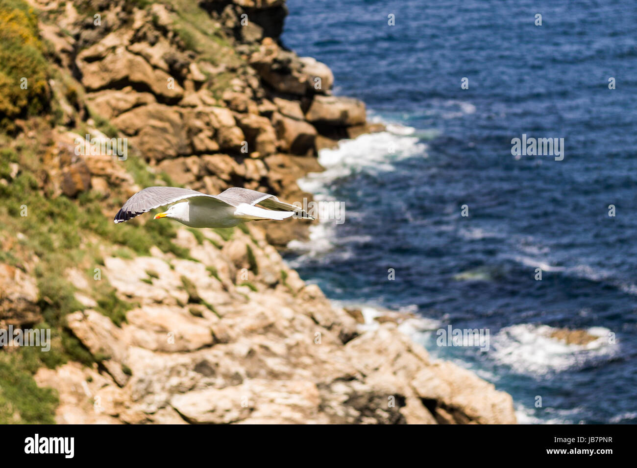 Seagull flying over a cliff Stock Photo - Alamy