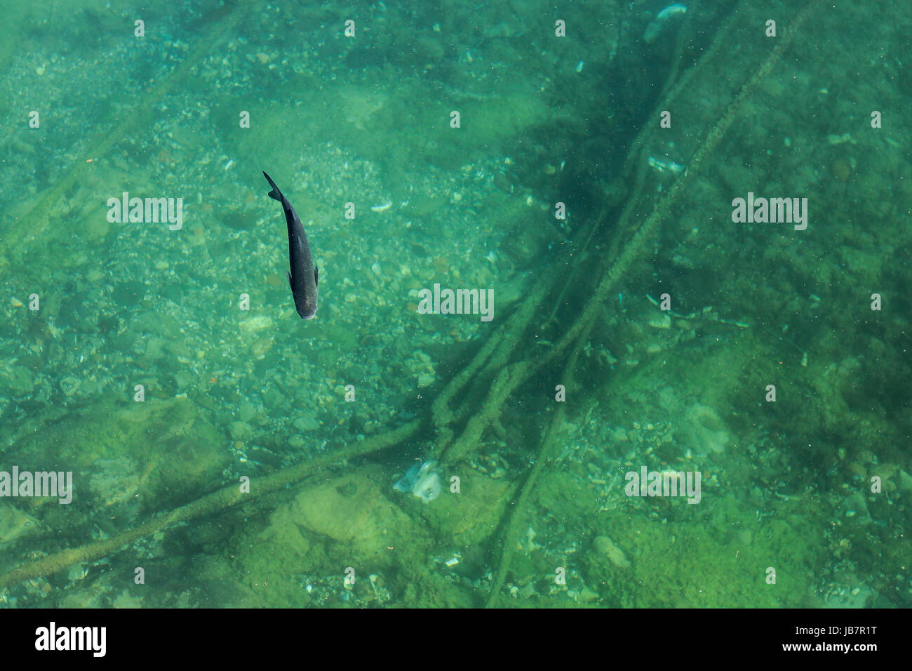 Fish swimming inside the port Stock Photo - Alamy