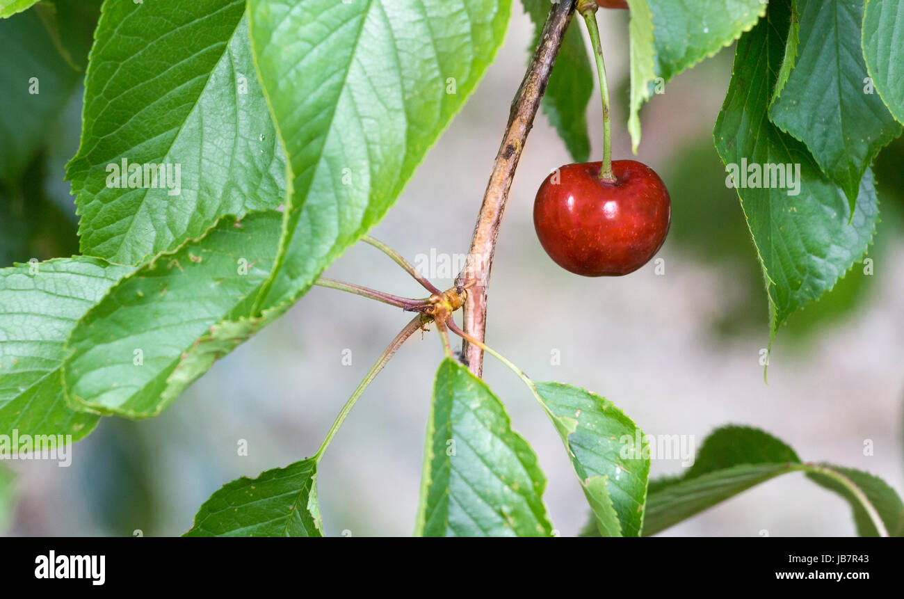 Hanging cherry tree hi-res stock photography and images - Alamy