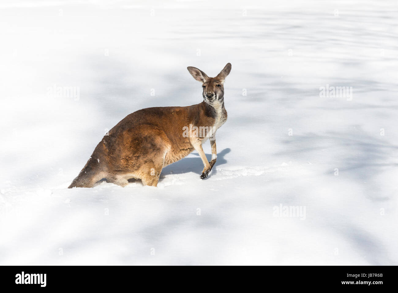 Confused young Kangaroo playing on the snow Stock Photo - Alamy