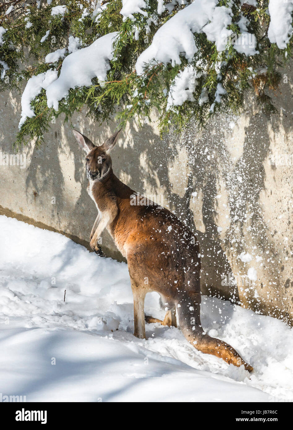 Confused young Kangaroo playing on the snow Stock Photo - Alamy